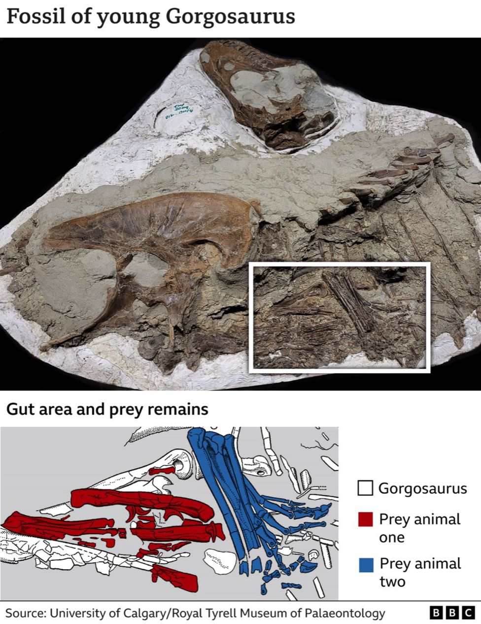 Tyrannosaur’s last meal was two baby dinosaurs – The Island