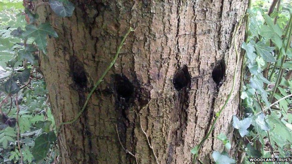 Five mature trees 'poisoned' in Accrington, Woodland Trust says - BBC News