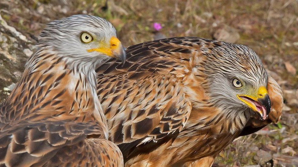 Viewpoint: Why did Neanderthals capture birds? - BBC News
