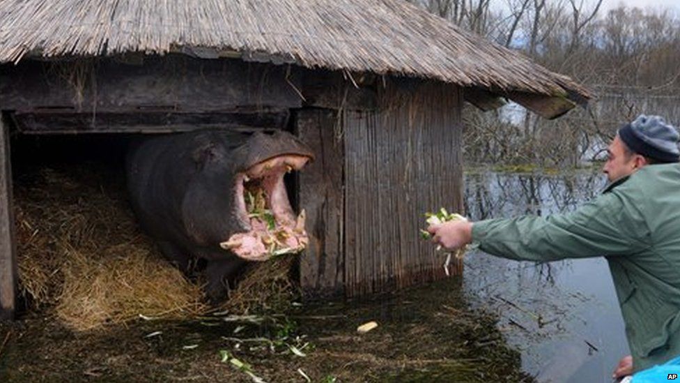 The London Zoo gorilla and six other more successful escapes including ...