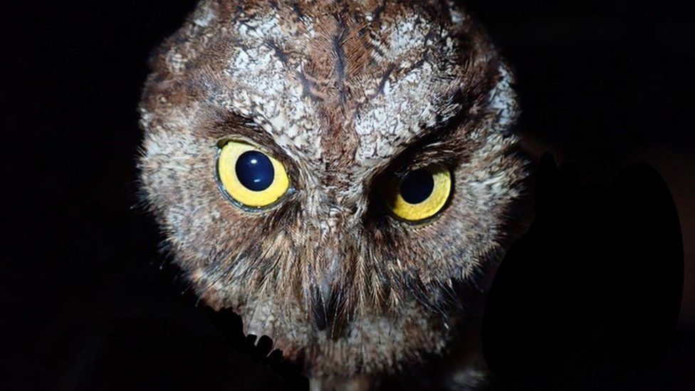 New owl species discovered on Principe Island - BBC Newsround