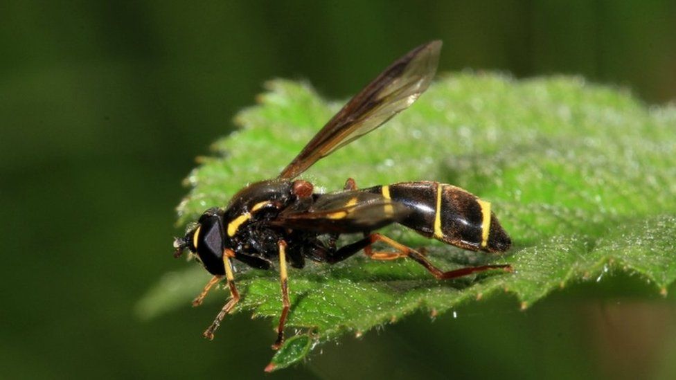 Rare Phantom hoverfly discovered in Chilterns habitat - BBC News
