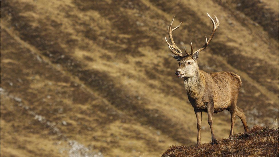 Beatha nam fiadh an Uibhist a Deas fo bhòt - Naidheachdan a' BhBC