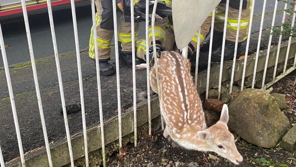 Keighley firefighters rescue deer stuck in fence - BBC News
