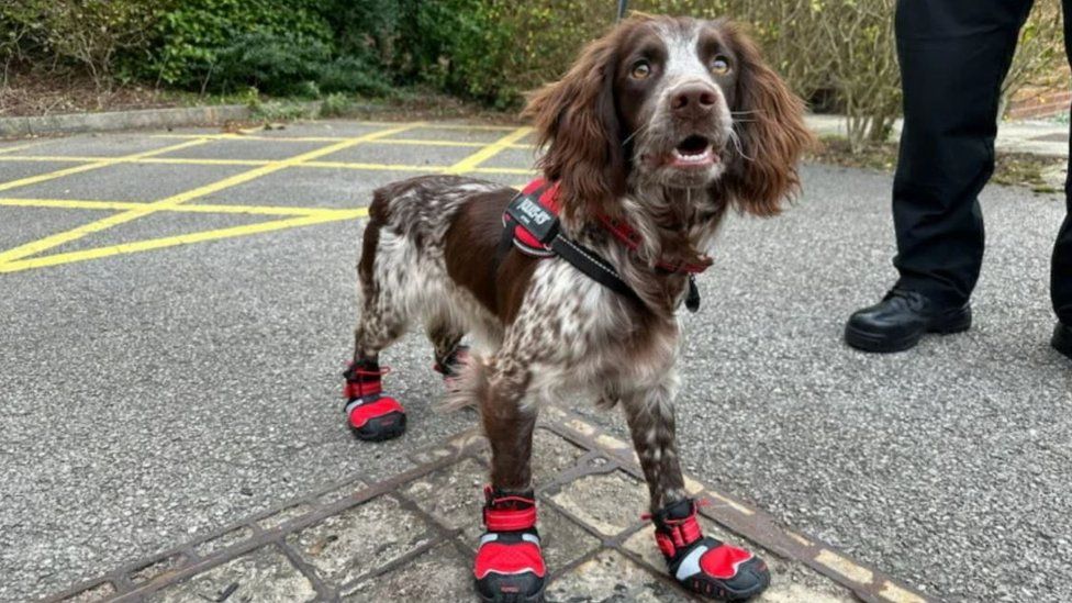 Giddy the fire dog helping probe Crooked House arson attack - BBC News