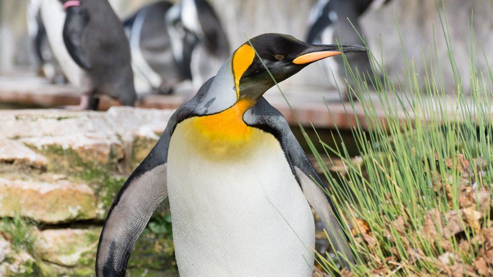 Meet Spike: The world's most popular penguin! - BBC Newsround