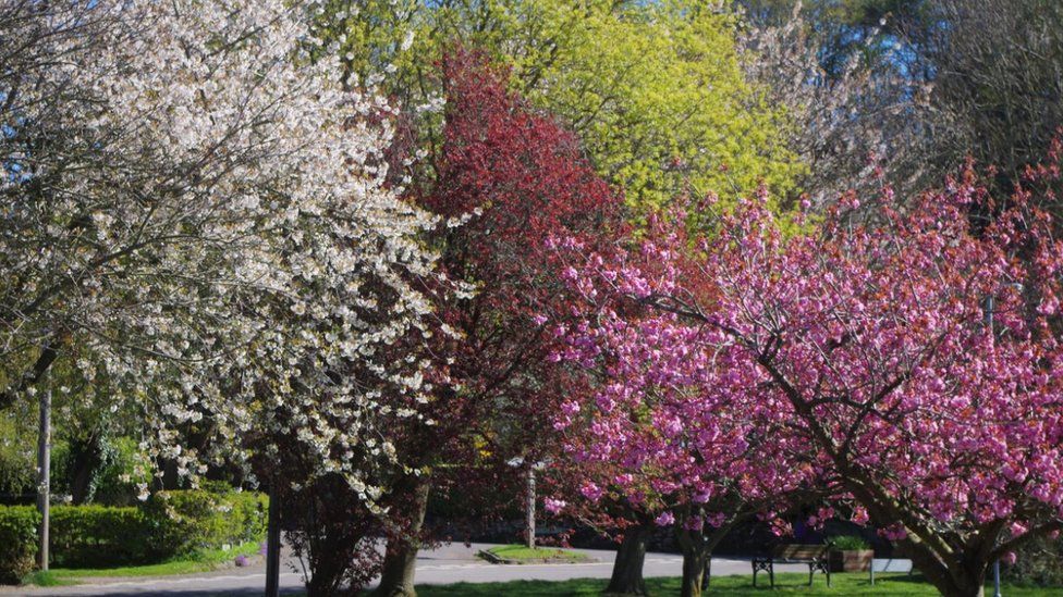 In pictures: Spring blossoms across the UK - BBC Weather