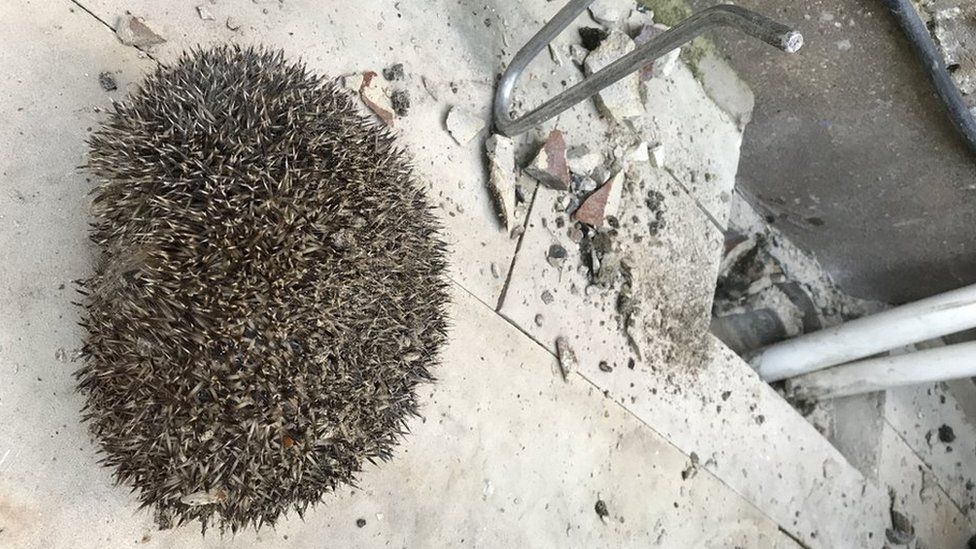 Hedgehog trapped for a day in Waltham Abbey sewage pipe - BBC News