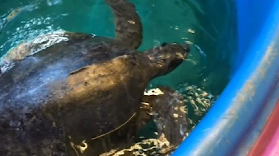 Scan results 'good news' for health of stranded sea turtle - BBC News