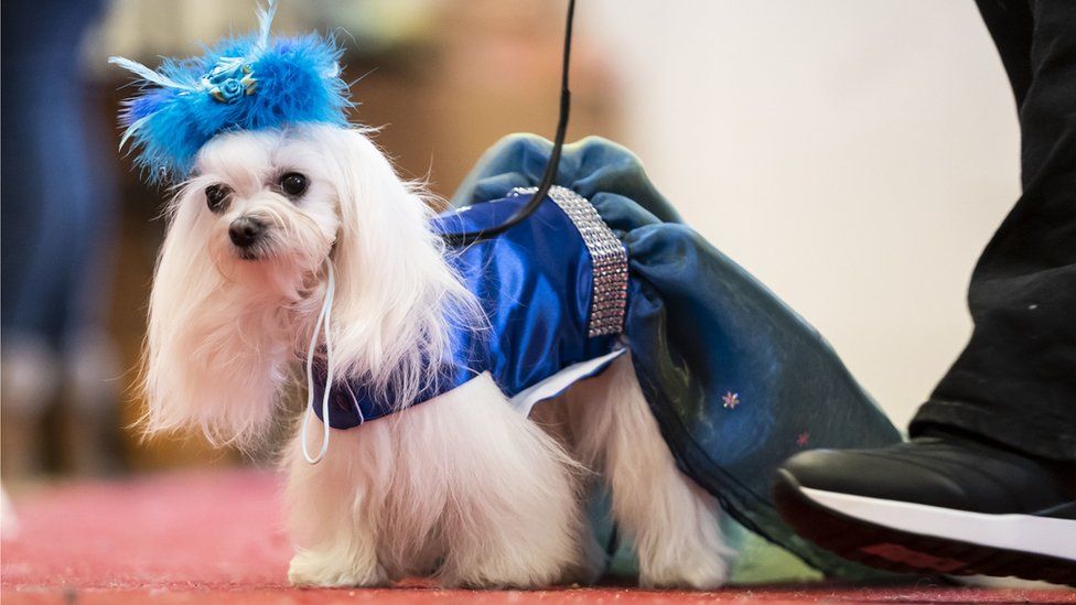 Dogs parade in Scrooge-themed pooch pageant in Leeds - BBC News