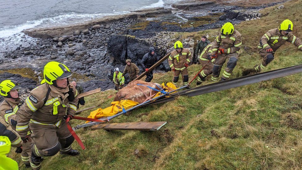 Pregnant cow rescued after falling down embankment on Skye - BBC News