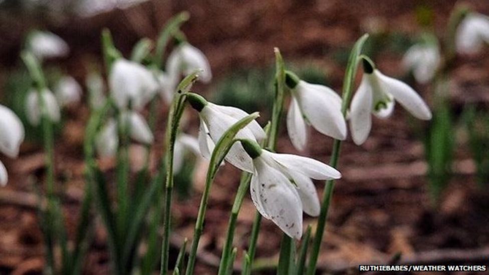Sweet snowdrops - BBC Weather