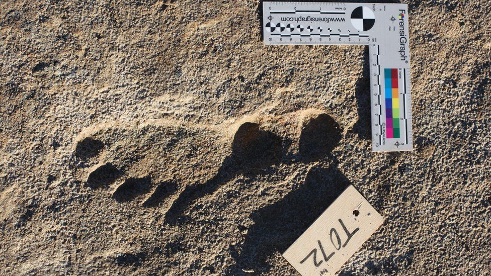 Ancient footprints reveal 'Irish Sea Serengeti' - BBC News