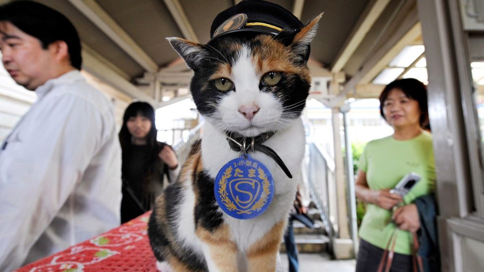 Dogs enjoy a special ride on bullet train in Japan - BBC Newsround