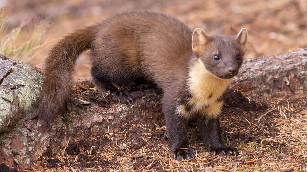 Thermal imaging monitors Galloway pine marten population - BBC News