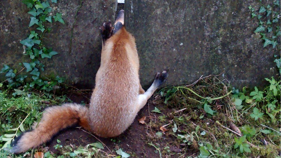 Fox freed from cemetery after making 'grave' mistake - BBC News