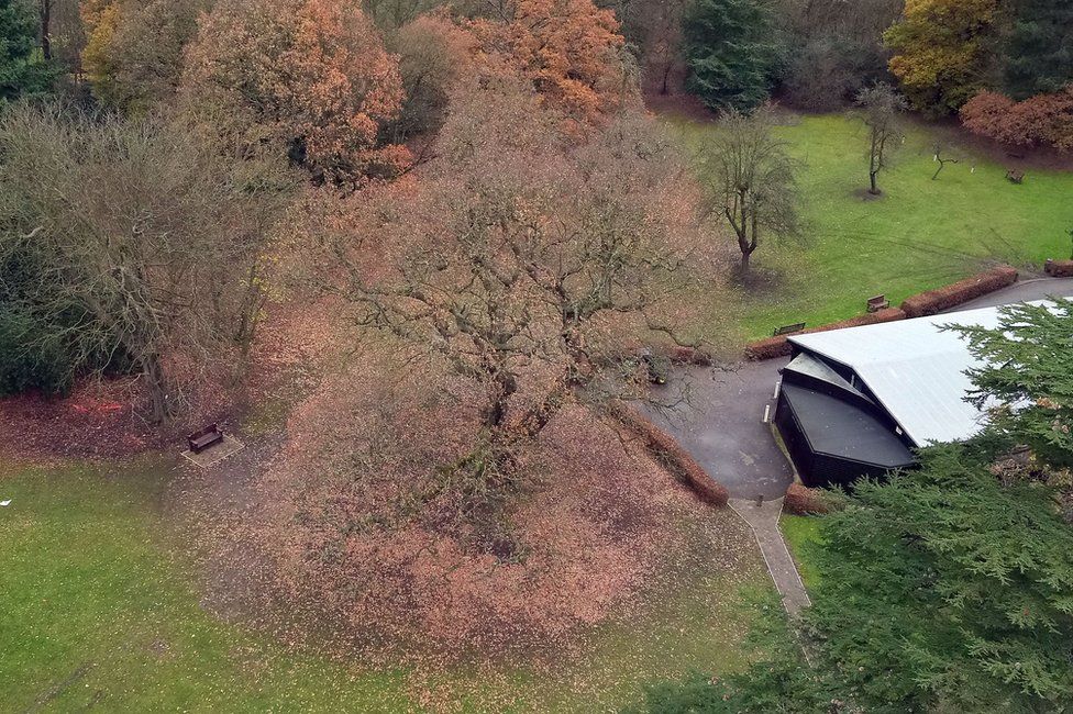 Epping's Gilwell Oak wins Tree of the Year 2017 - BBC News