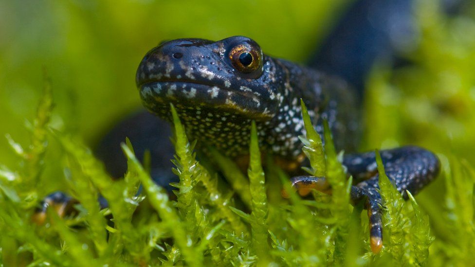 Cavers Castle overhaul approved with newt fence condition - BBC News