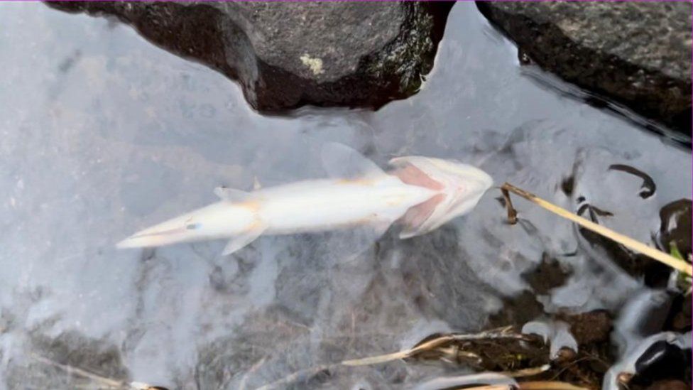 Crumlin River: Anglers concerned about fish kill - BBC News