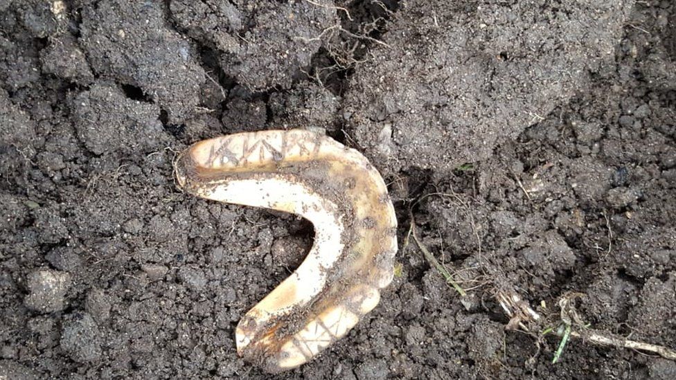 Ivory and gold false teeth found in field up for sale at auction - BBC News