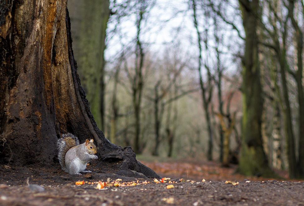 Your pictures on the theme of 'woodland' - BBC News