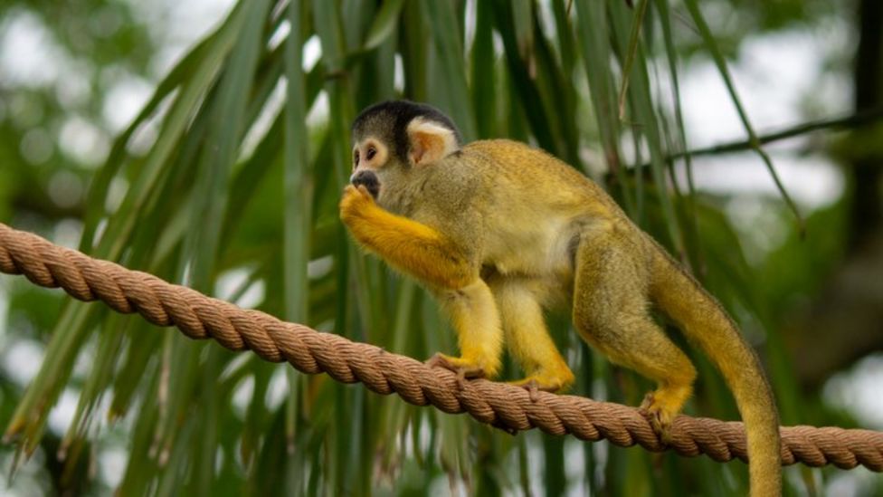 The Herefordshire woman saving wild animals from danger in UK homes - BBC News