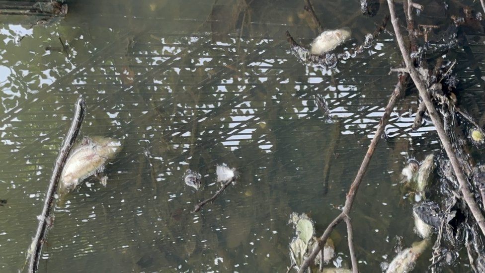 Dozens of dead fish found at Manor Farm Park in Birmingham - BBC News