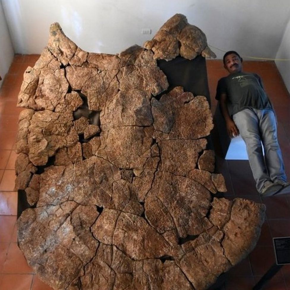 Car-sized turtle fossils unearthed - BBC News
