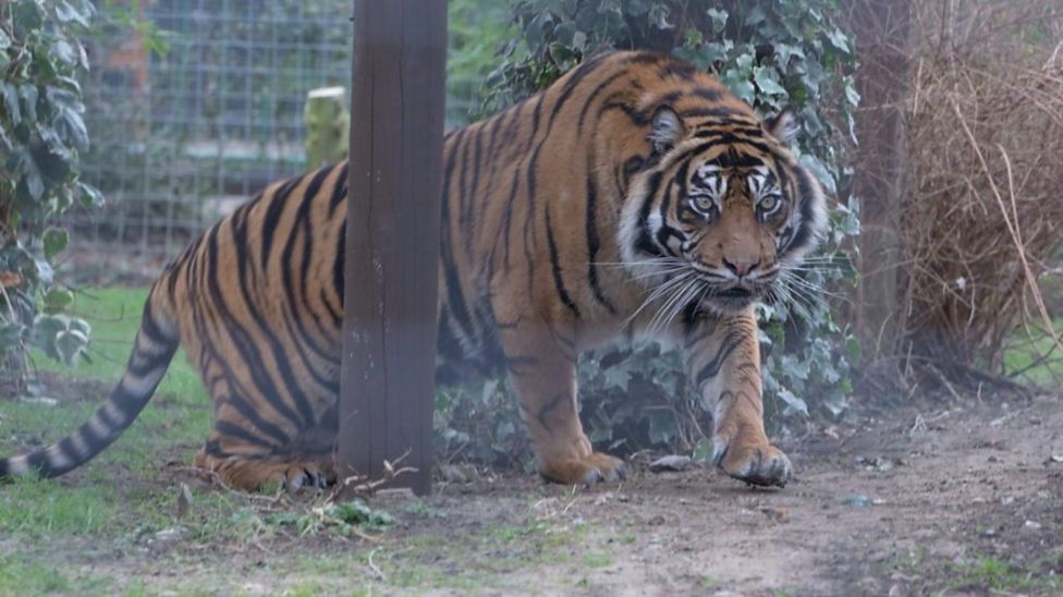 'World first' as Cambridge vet saves tiger's eye - BBC News