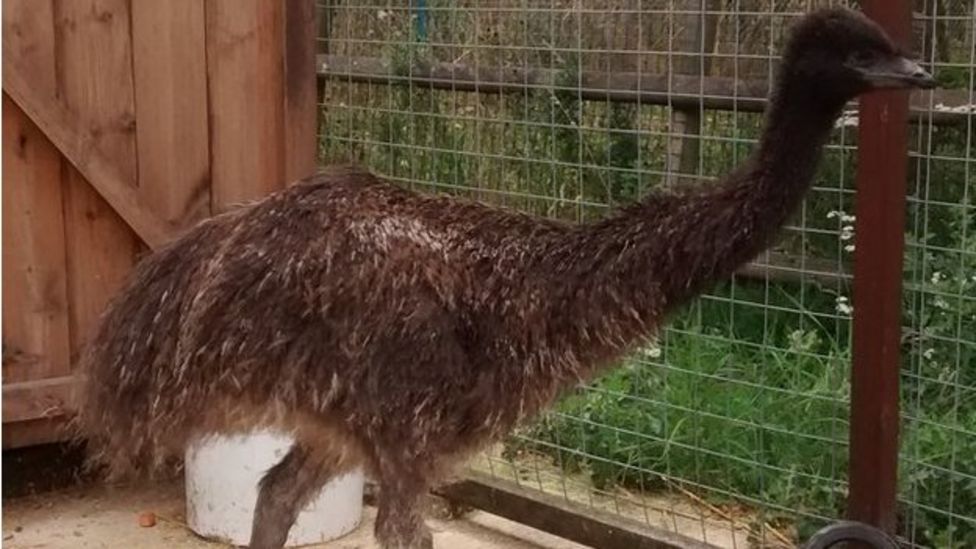 Emu missing in Thame: Police hunt white-beaked runaway - BBC News