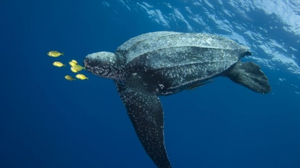 Tagged animals at risk from hunters and nature-lovers - BBC News