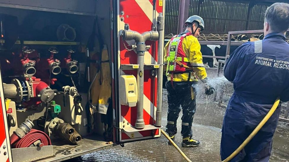 Calf rescued from slurry pit in Pontesbury - BBC News