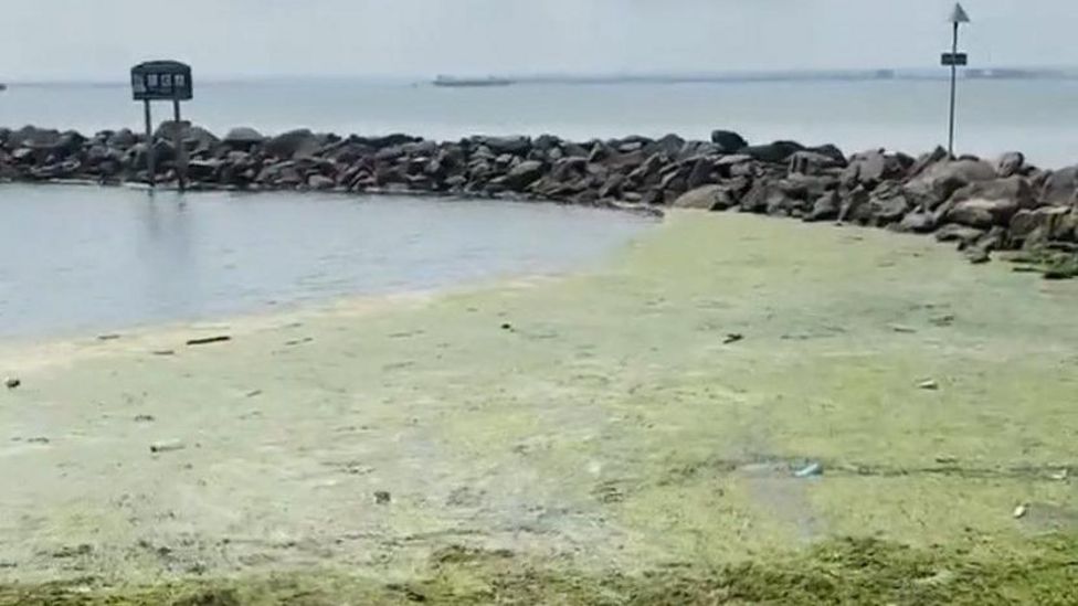 Southend seafront lagoon a 'stinking pool of green slime' - BBC News