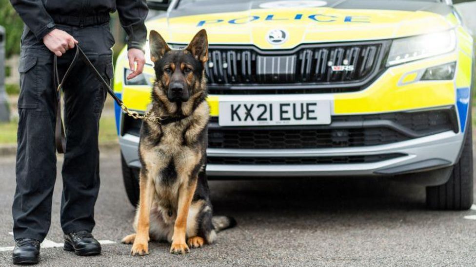 Northamptonshire police dogs graduate into the force - BBC News