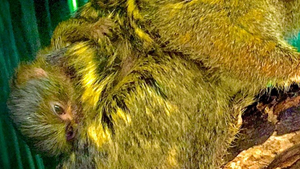 Tiny endangered baby monkeys born at Telford zoo - BBC News
