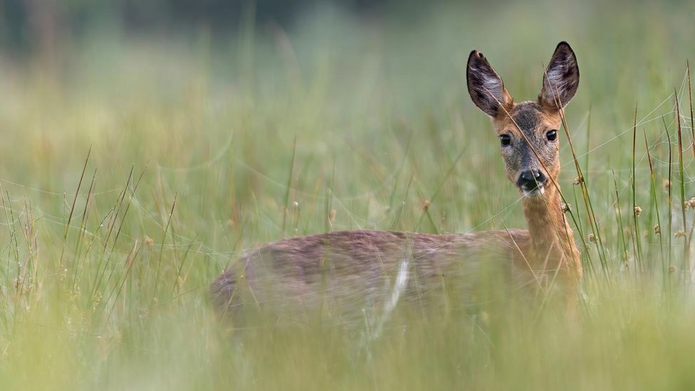 Cull of female deer 'to protect millions of trees' - BBC News