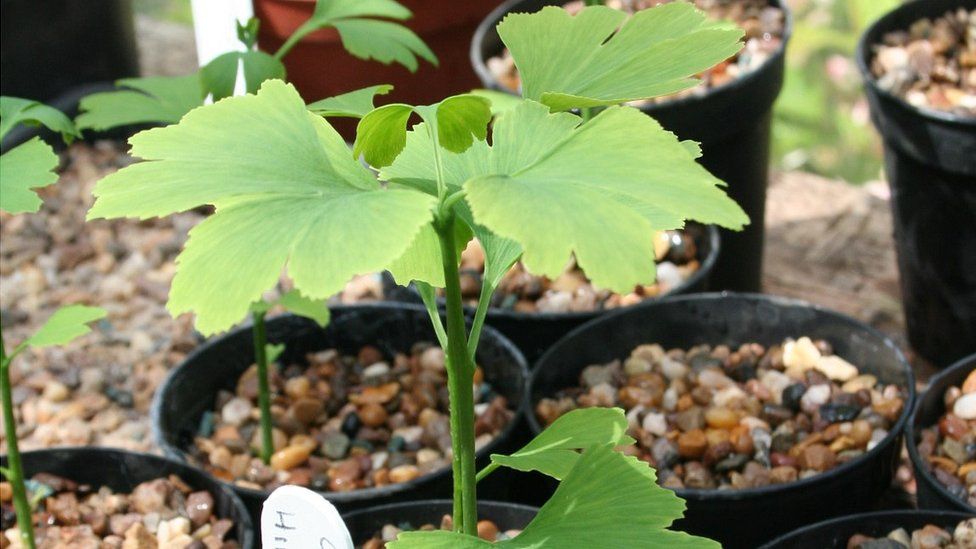 'Heat wave' ends 25-year wait for rare tree bloom - BBC News