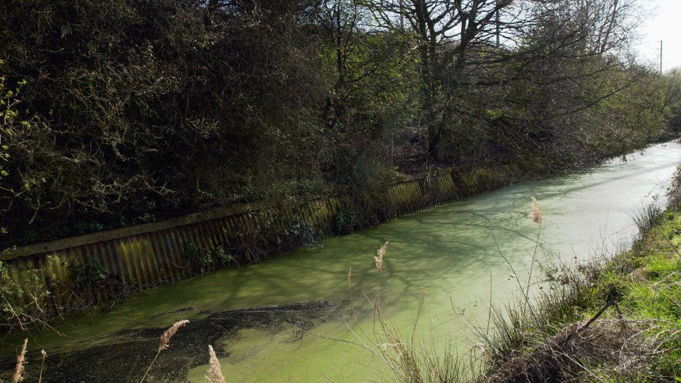 All English rivers are polluted, say MPs - BBC Newsround