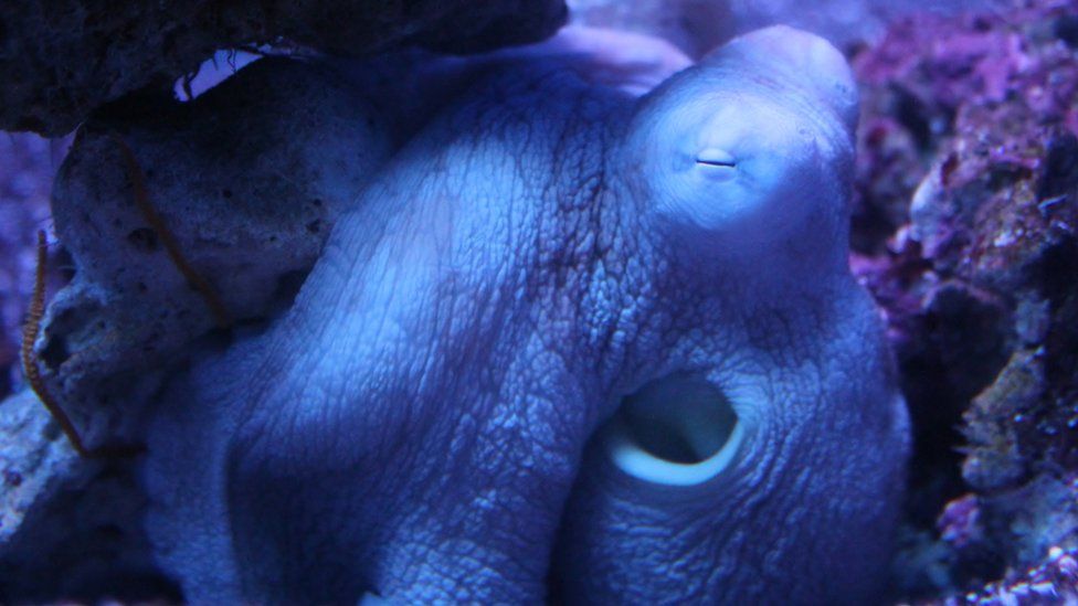 Did you know that octopuses dream?! - BBC Newsround