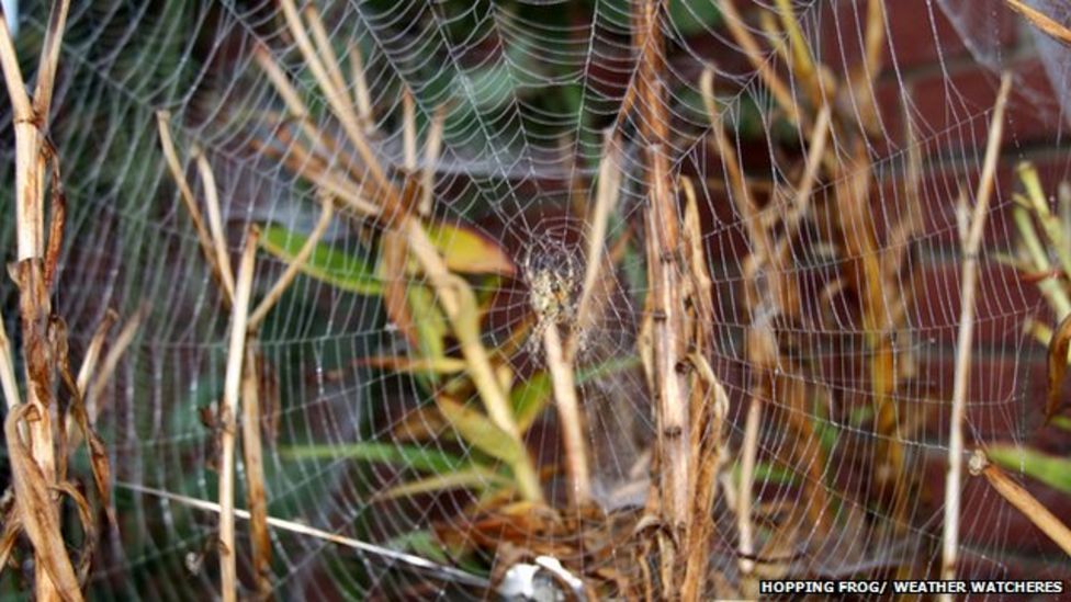 The webs are out! - BBC Weather