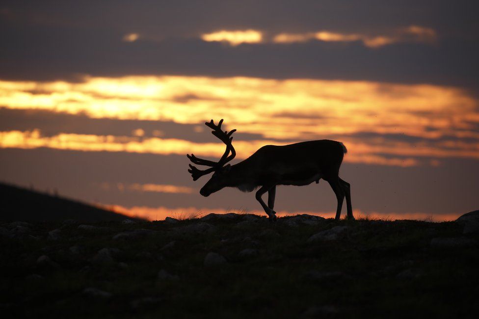 The reindeer that call Scotland's Cairngorms home - BBC News