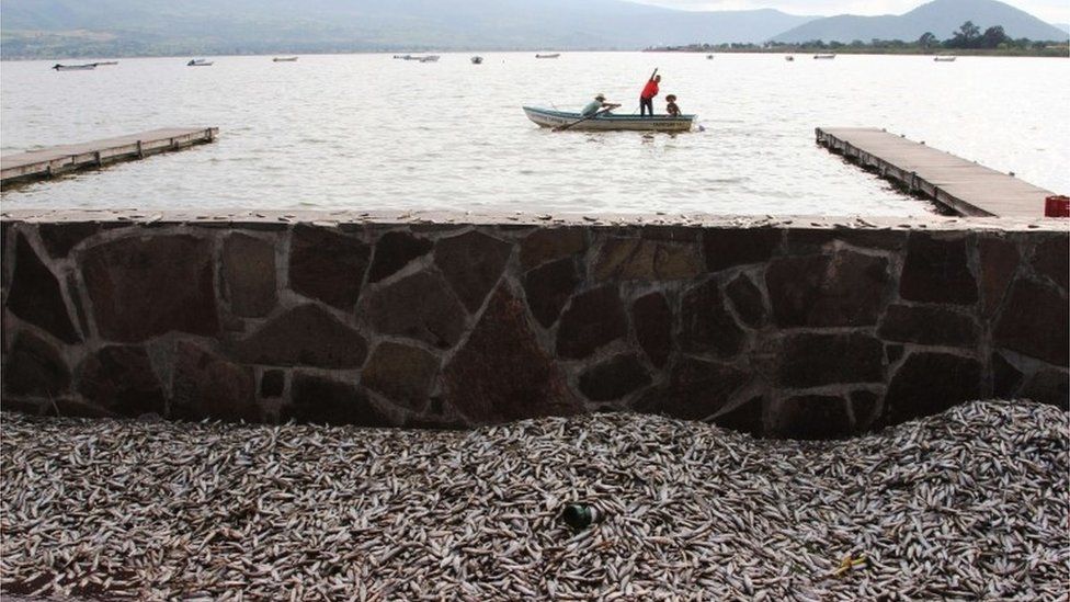 Lake Cajititlan: Fish die off in large numbers - BBC News