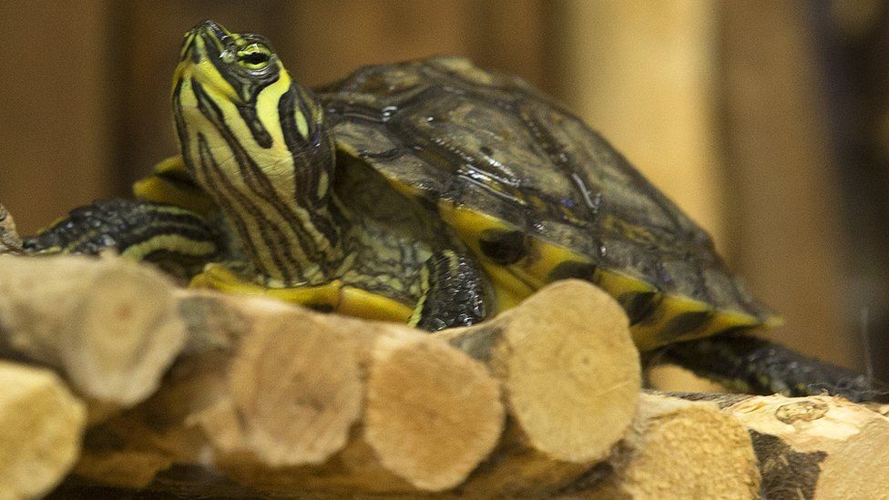 Dumped Tupperware terrapins look for new home - BBC News