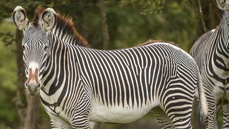 Chester Zoo: YouTube video trespassers face legal action - BBC News