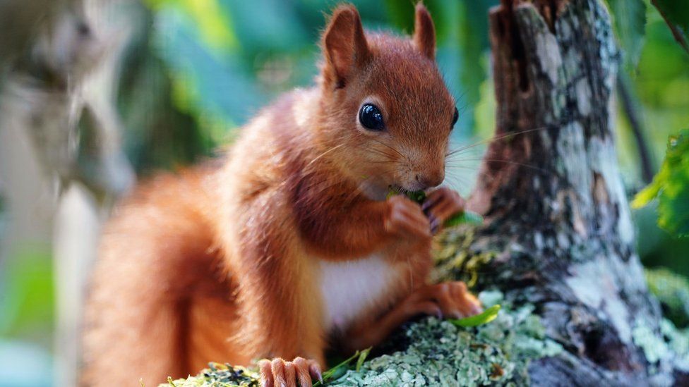 Check out these cute red squirrels born at Longleat! - BBC Newsround