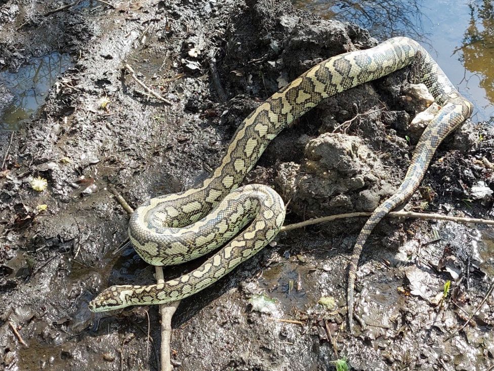 Python spotted near public footpath - BBC News