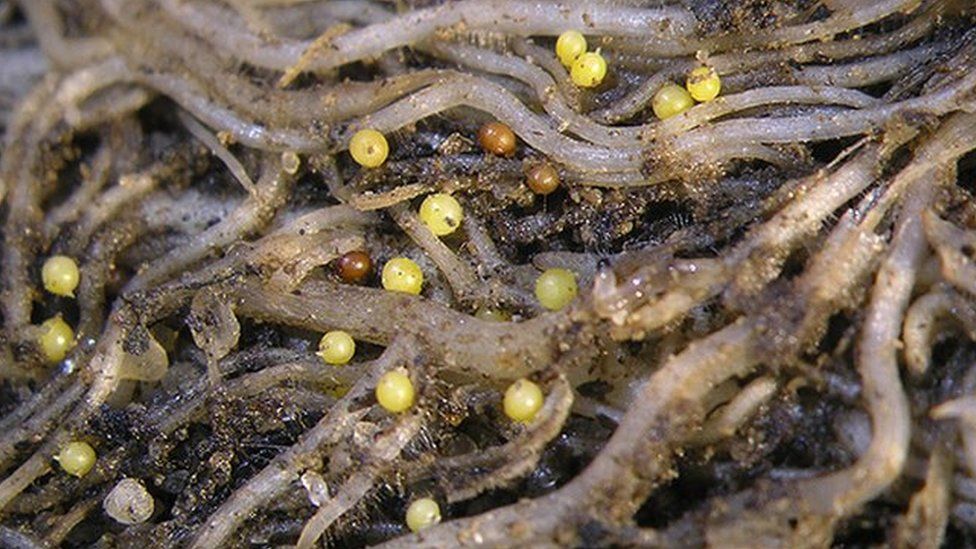 Scottish potato industry unites to tackle pest threat - BBC News