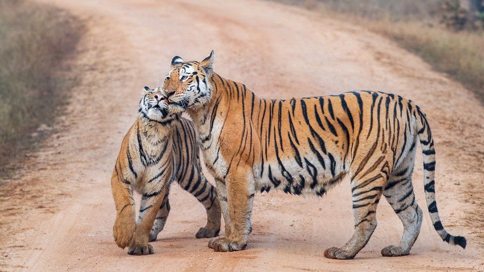 Global Tiger Day: WWF says more needs to be done to protect species in ...