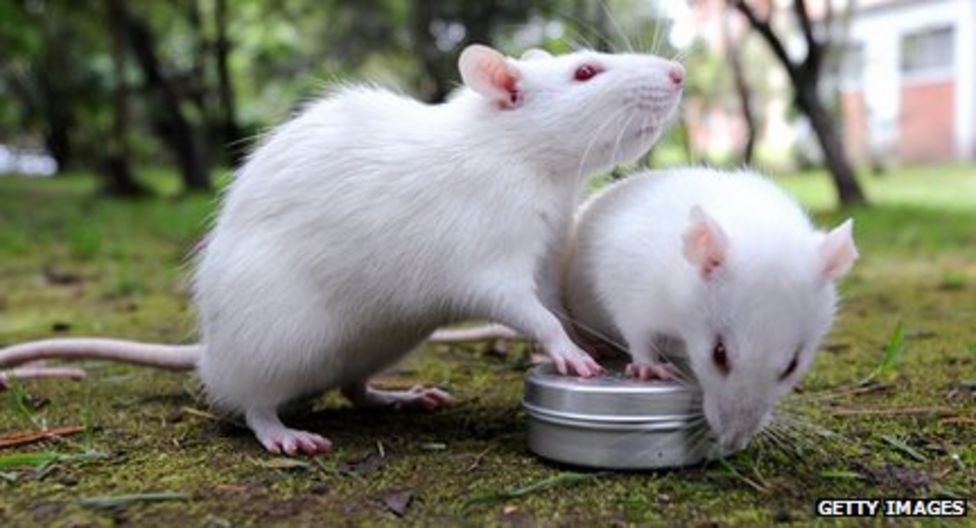 Animals and their day jobs - BBC Newsround