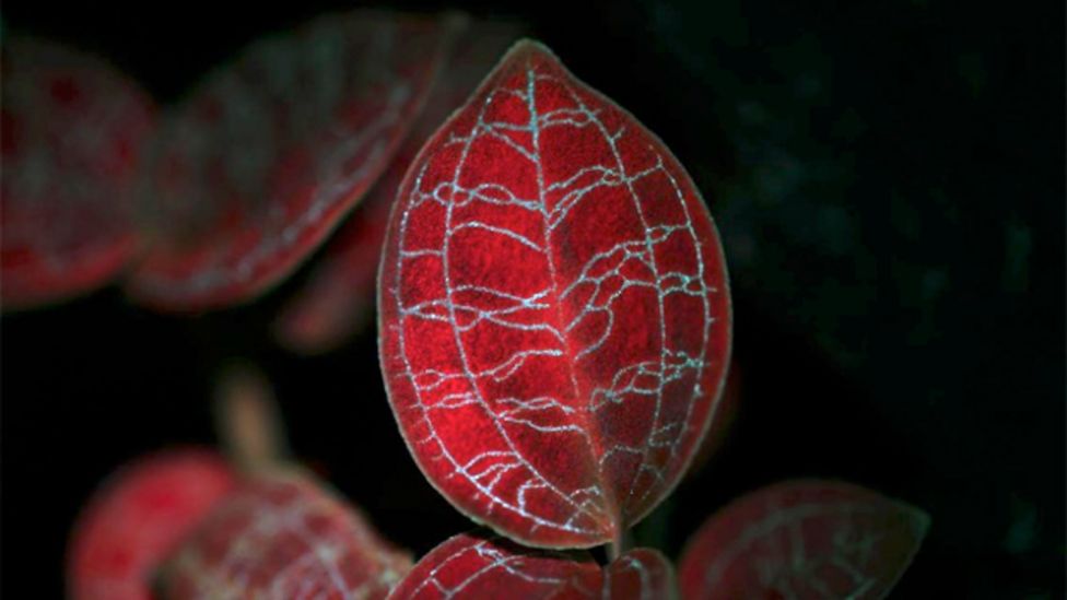 Swarm tracks Earth's turbulent magnetic field - BBC News